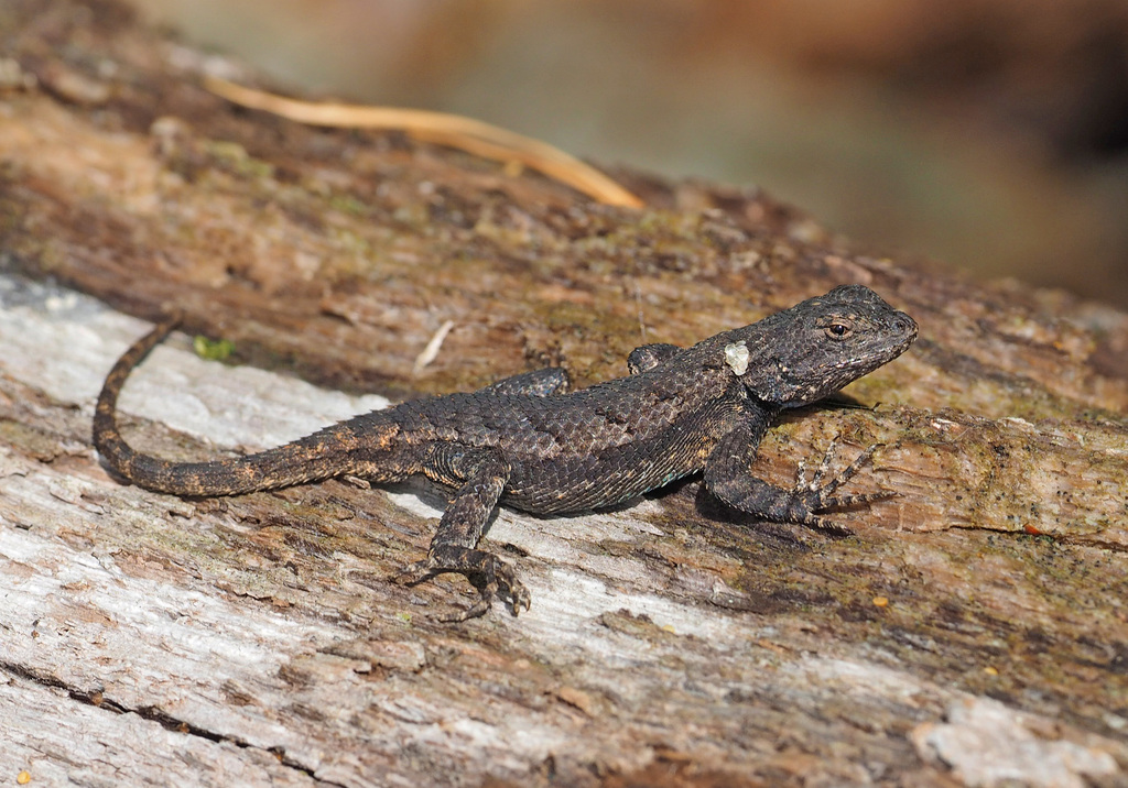 Eastern Fence Lizard (Florida Wildlife) · iNaturalist