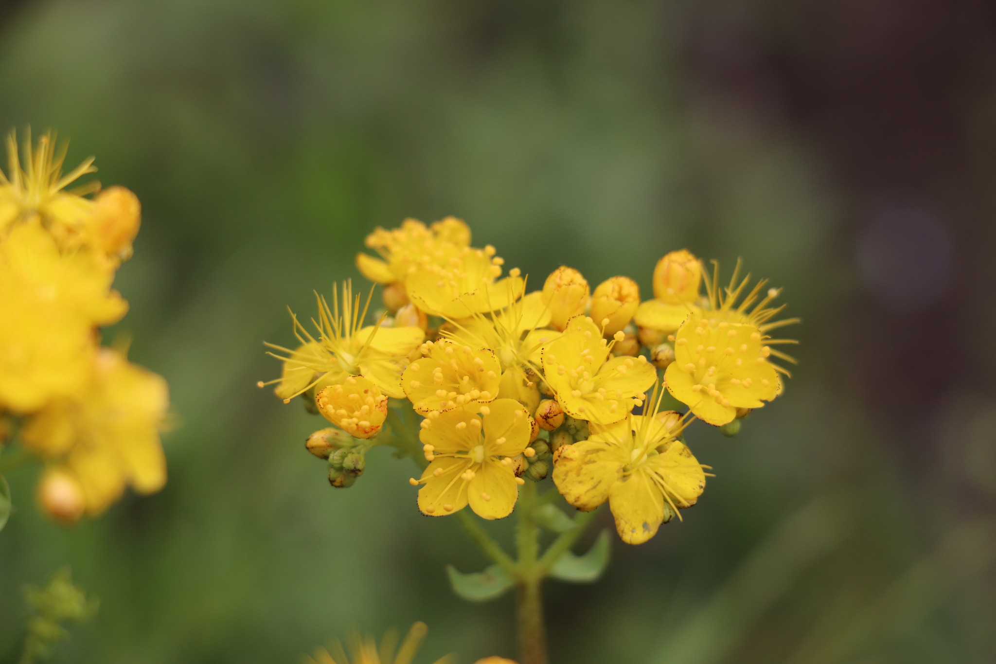 Hypericum scabrum L.