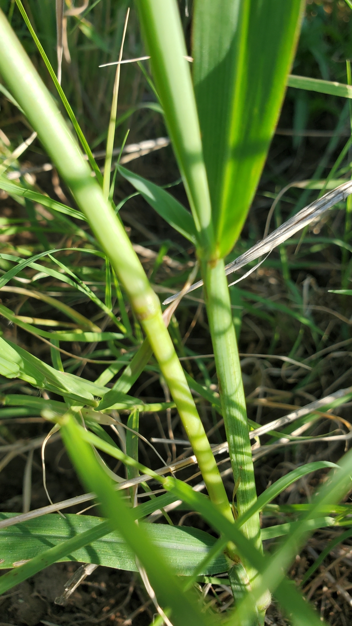 Paspalum pubiflorum Rupr. ex E.Fourn.