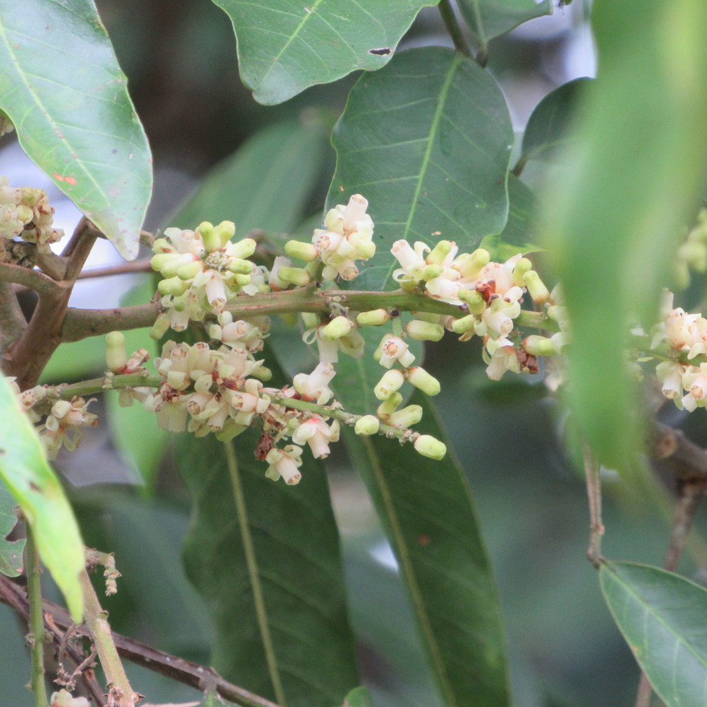 American muskwood from Villavieja, Huila, Colombia on February 6, 2022 ...