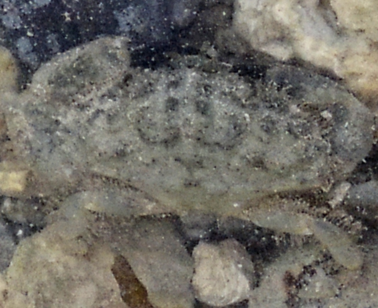 Leptodius sanguineus (H.Milne Edwards, 1834)