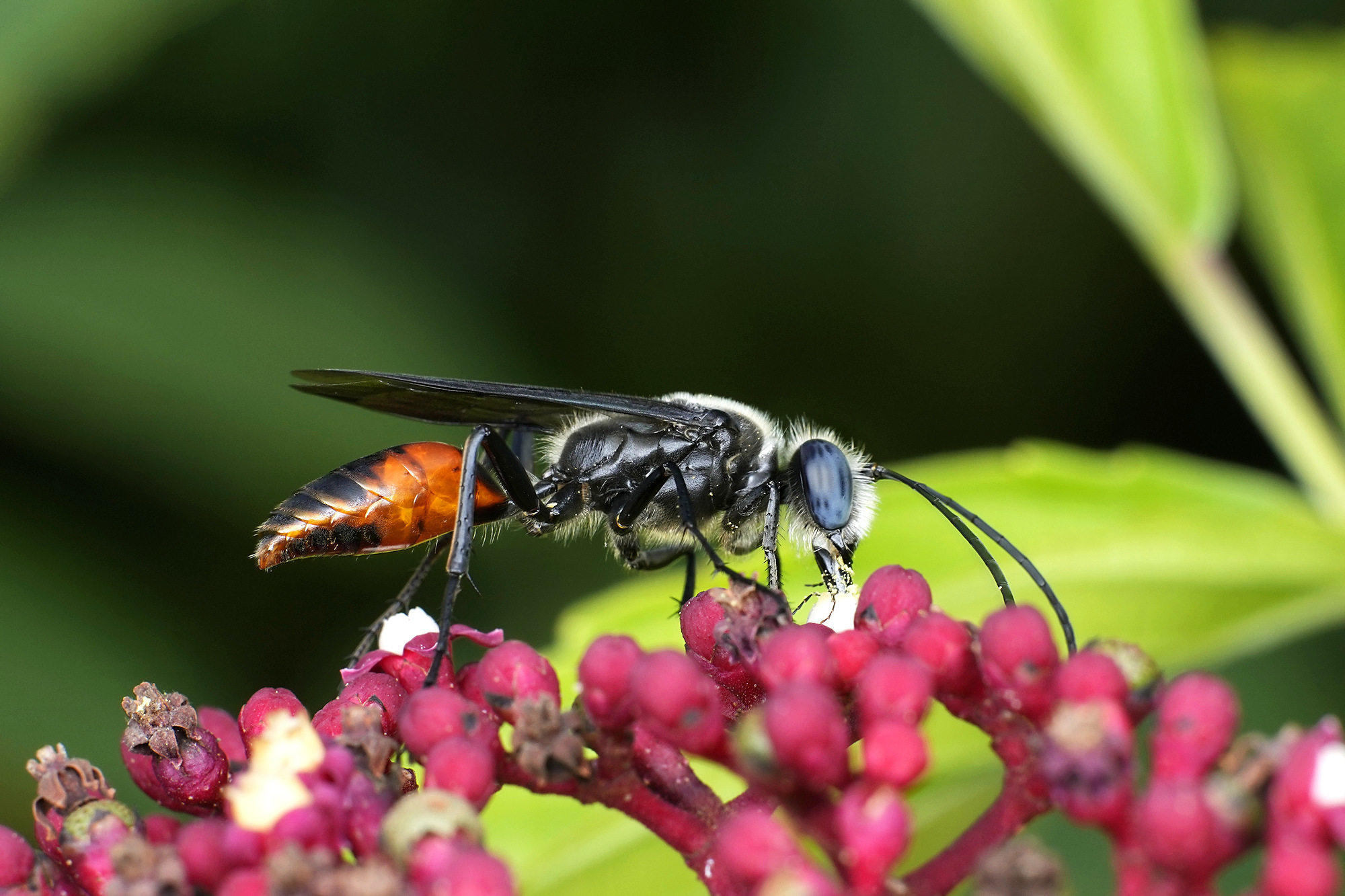 Sphex sericeus (Fabricius, 1804)