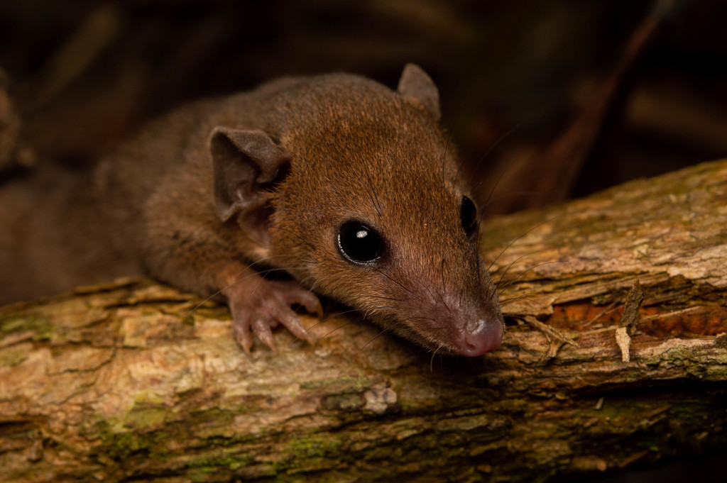 Pygmy Short-tailed Opossum from Brumadinho - MG, Brasil on February 11 ...