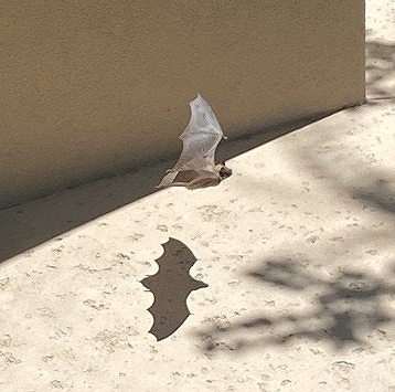Big Brown Bat from El Centro, CA, USA on May 27, 2022 at 09:46 AM by ...