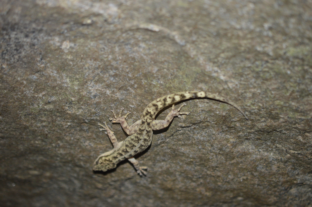 Peters' Leaf-toed Gecko from Macara, Ecuador on May 27, 2022 at 09:11 ...