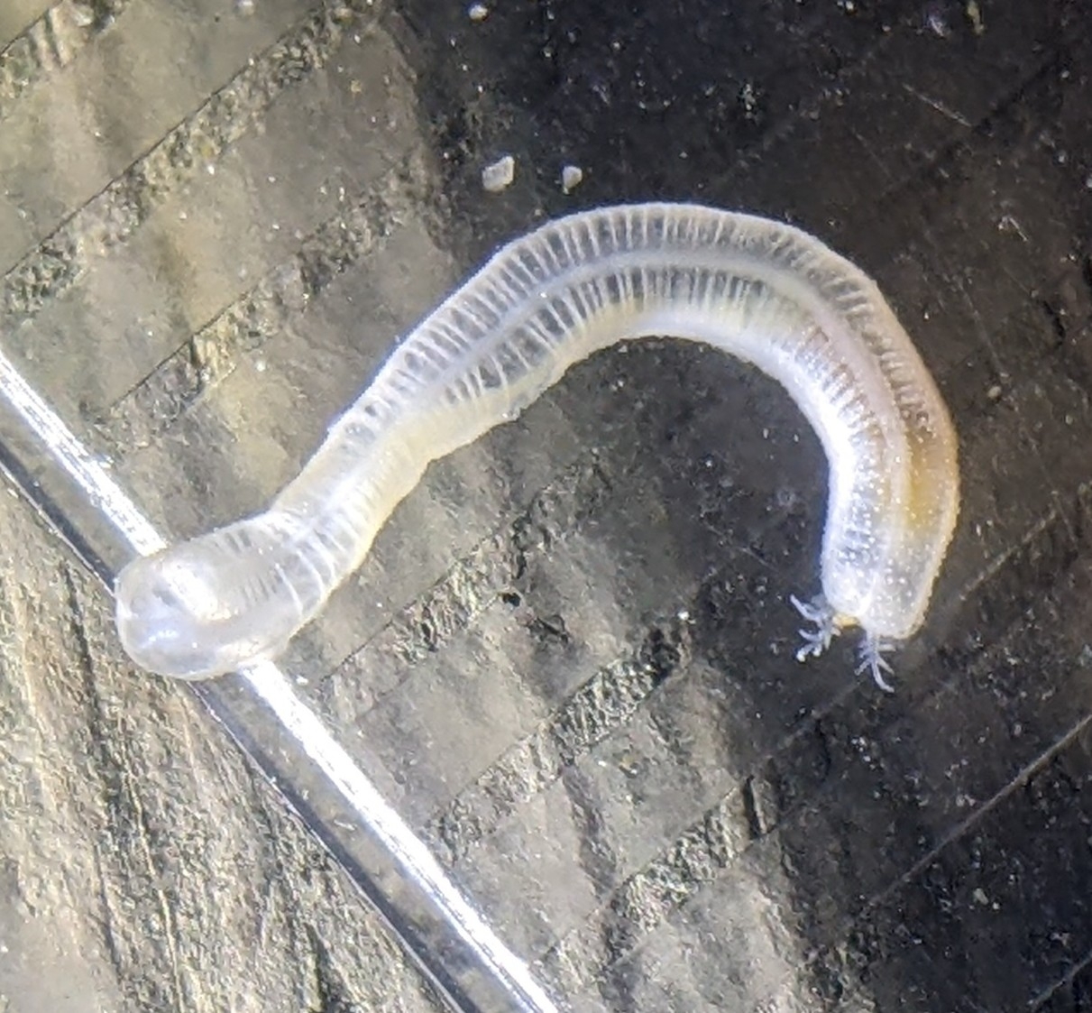 Leptosynapta tenuis (Ayres, 1851)