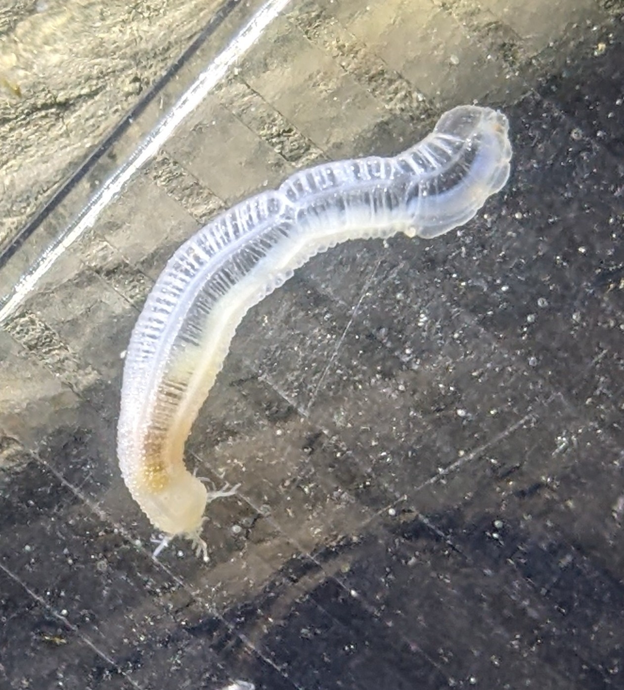 Leptosynapta tenuis (Ayres, 1851)