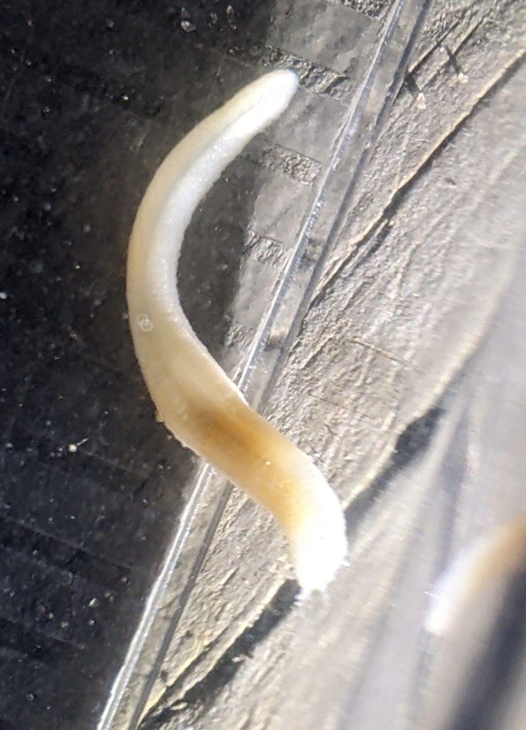 Leptosynapta tenuis (Ayres, 1851)