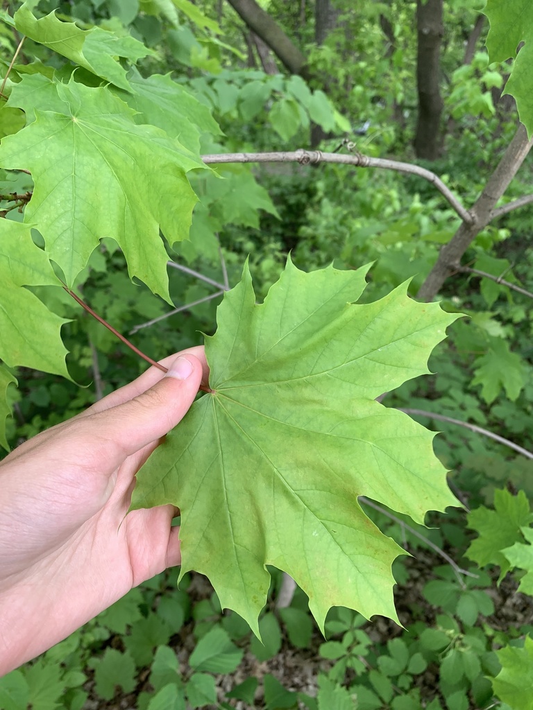 Norway maple from Crosstown West, Burnsville, MN, US on June 01, 2022 ...