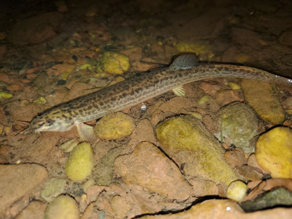 Oriental Weatherfish in May 2022 by Drew. Another self sustaining ...