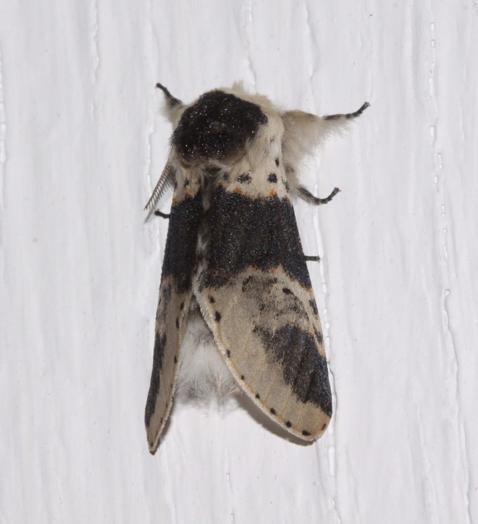 Modest Furcula Moth from Pabos, 17 rue Baie-Bleue Le Rocher-Percé, QC ...