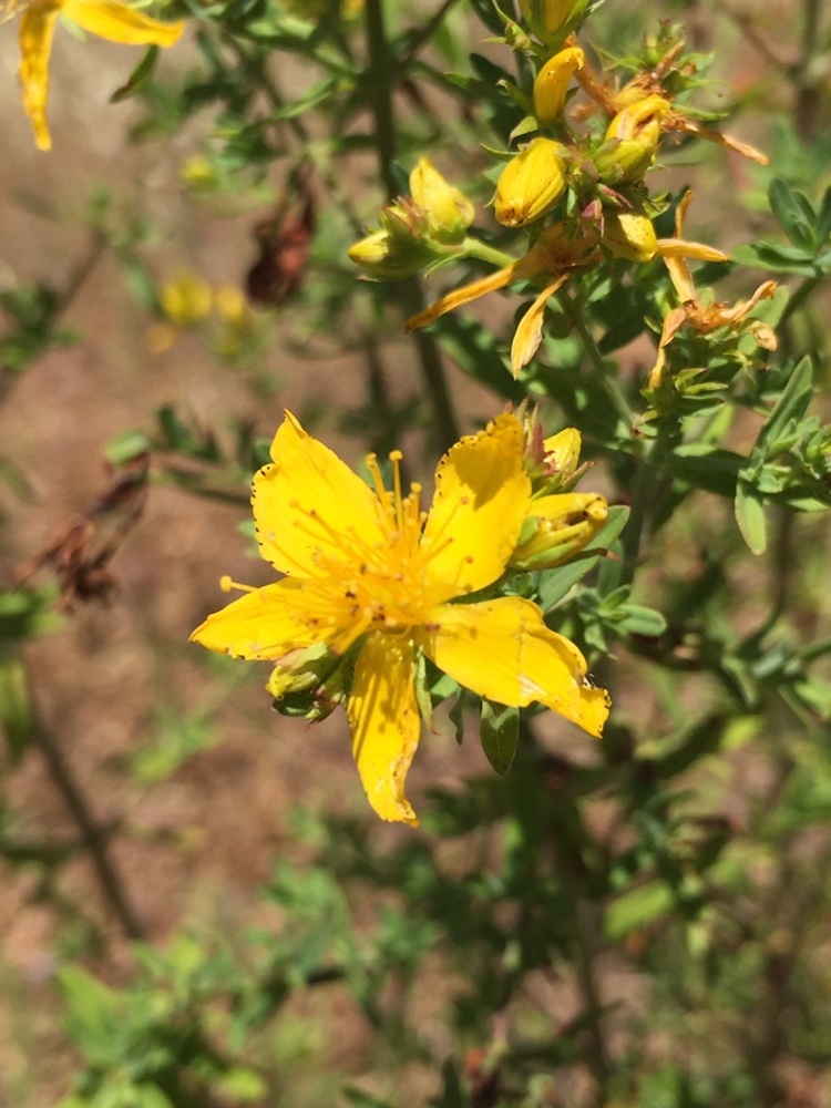 common St. John's-wort from Mount Diablo State Park, Walnut Creek, CA ...