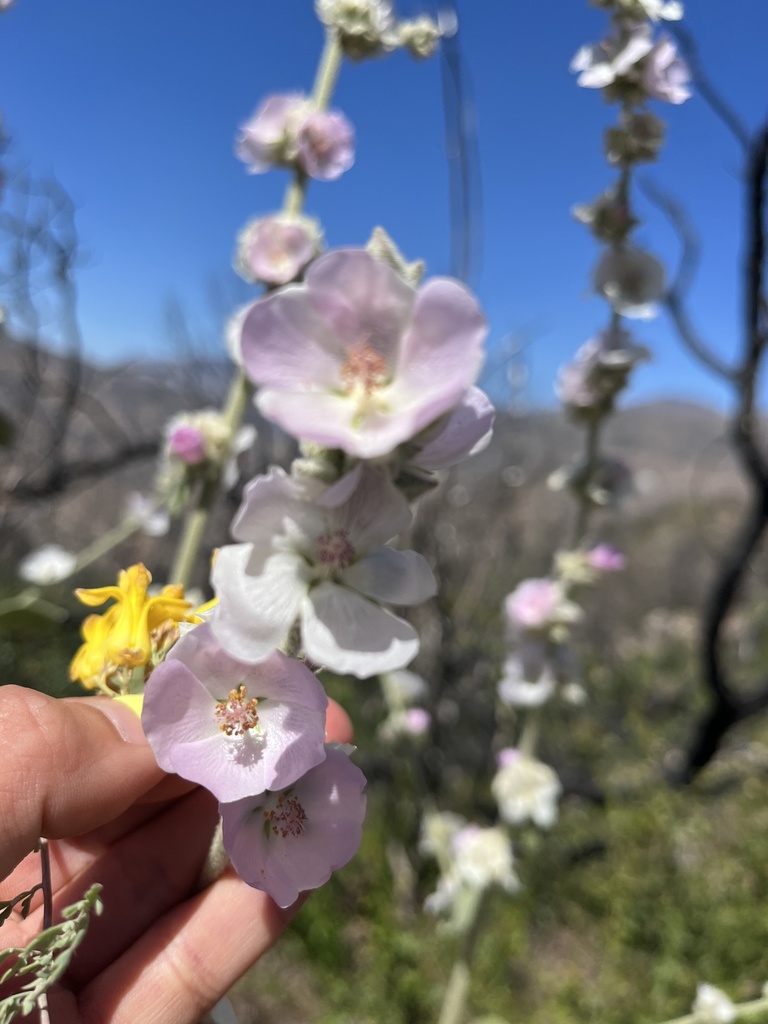 Fremont's bush-mallow from Sierra National Forest, Auberry, CA, US on ...