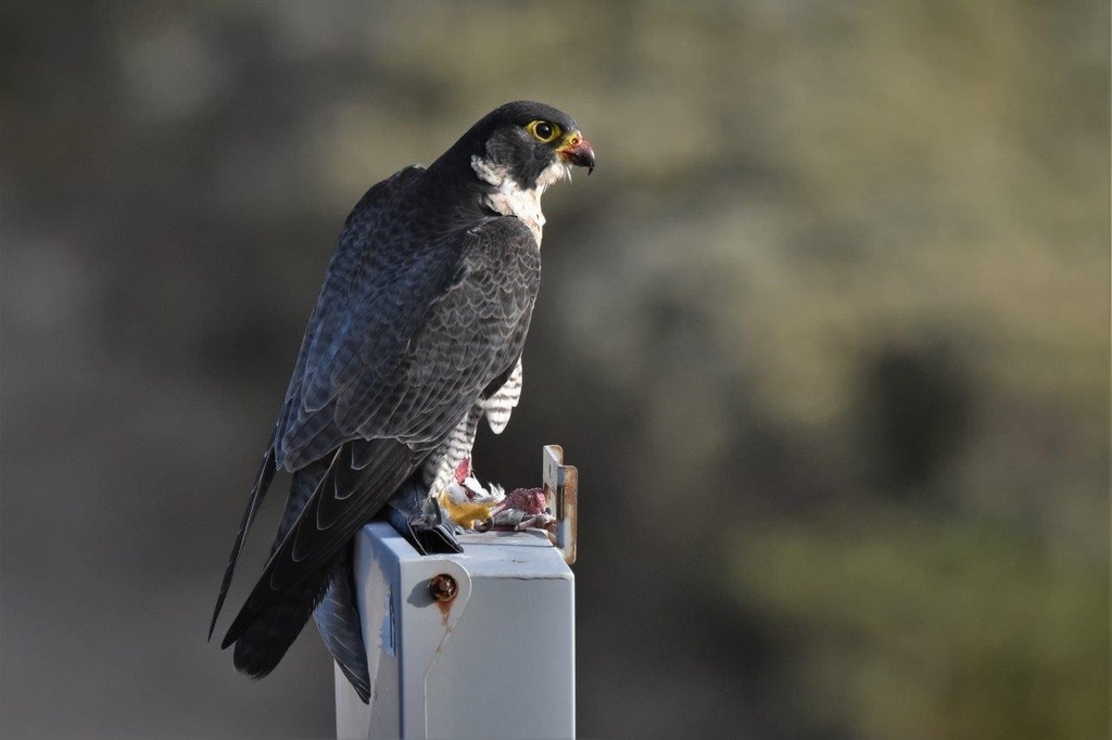 African Peregrine Falcon from High Level Road, Pringle Bay, WC, ZA on ...