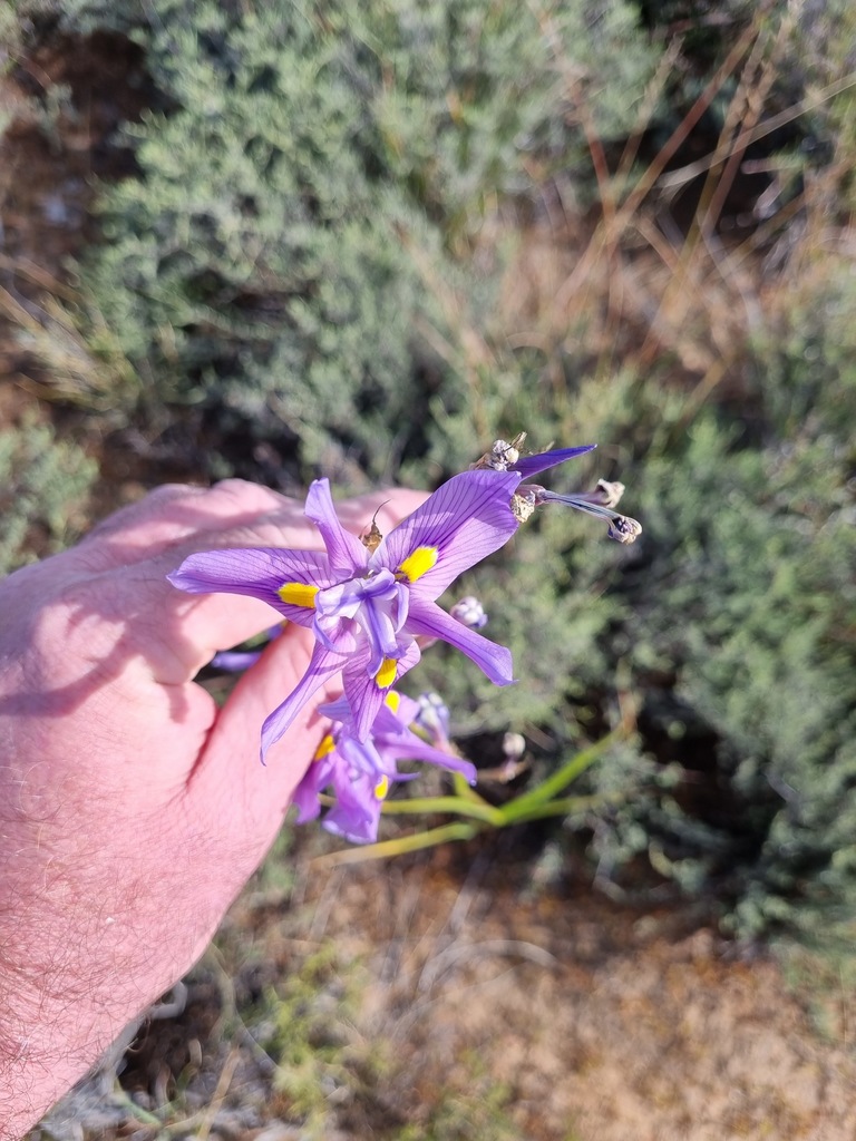 Karoo Tulp from Bo-Karoo, South Africa on April 21, 2022 at 09:26 AM by ...