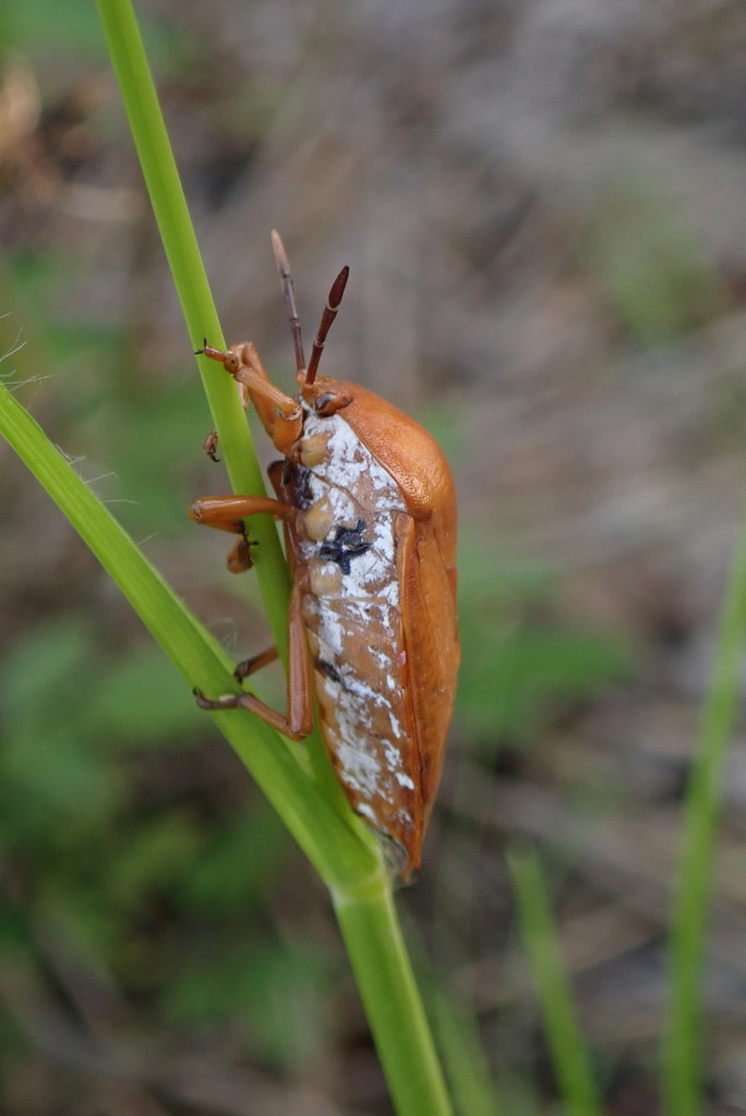 Lychee Stink Bug from Kaohsiung City, Taiwan on June 2, 2022 at 07:55 ...