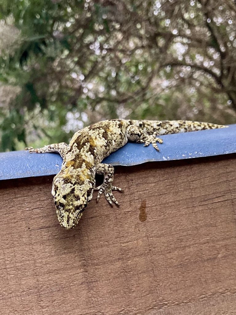 Ngahere Gecko in June 2022 by lordlahmie · iNaturalist