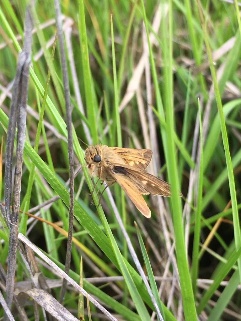 Salt Marsh Skipper from 11572, Oceanside, NY, US on June 24, 2018 at 10 ...