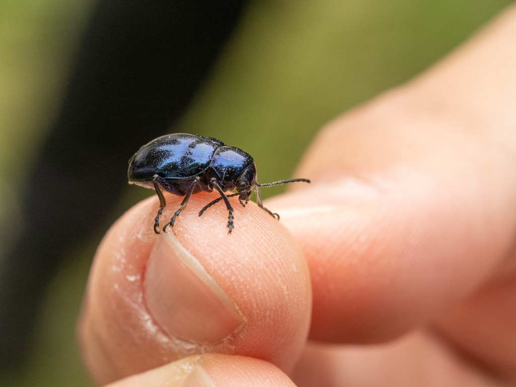 Chrysochus chinensis from peking university on May 11, 2022 at 04:15 PM ...