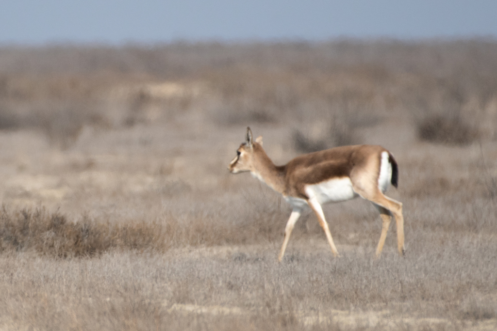 Goitered Gazelle (Gazella subgutturosa) - Know Your Mammals
