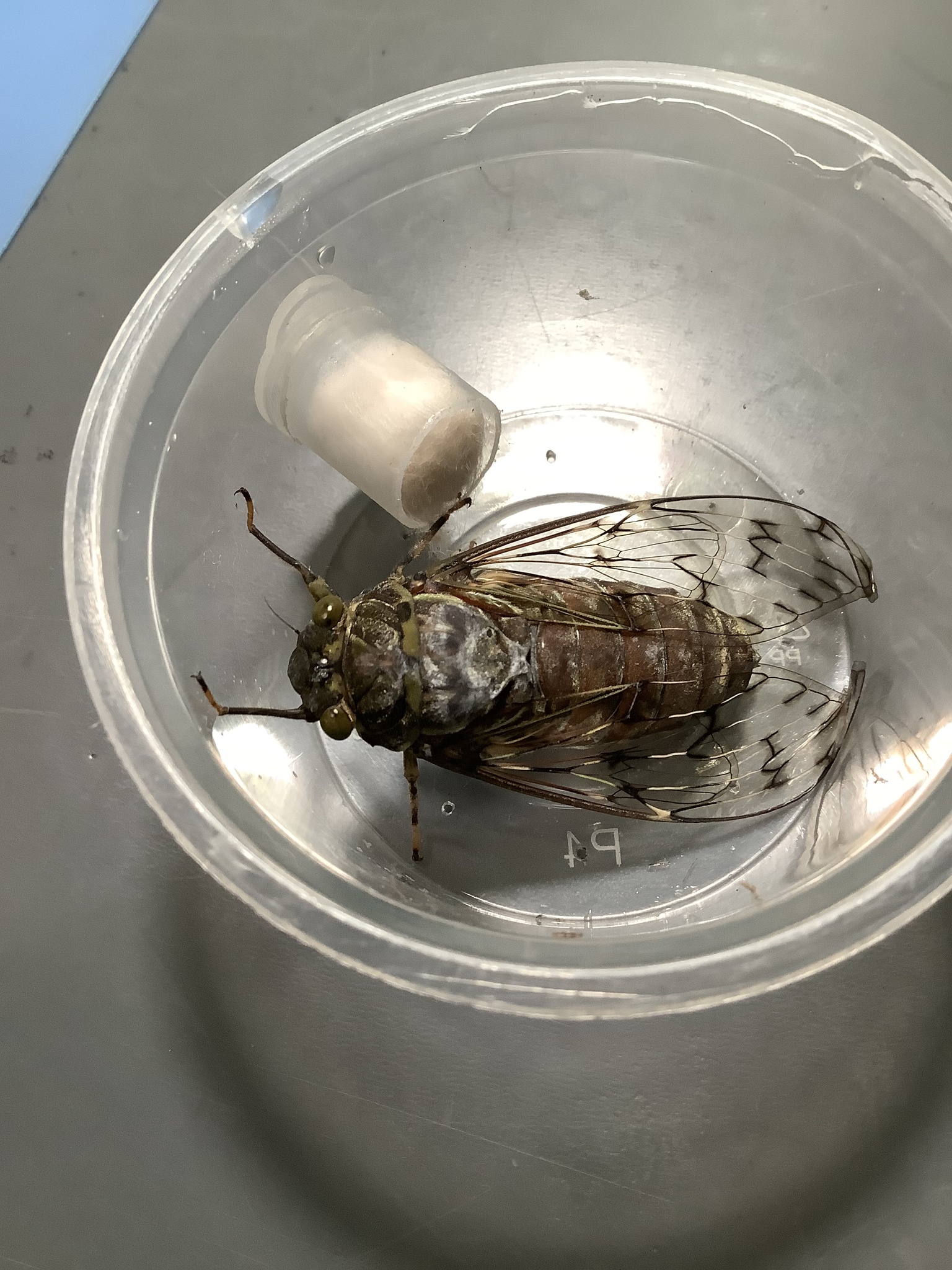 Pomponia linearis (Walker, 1850)