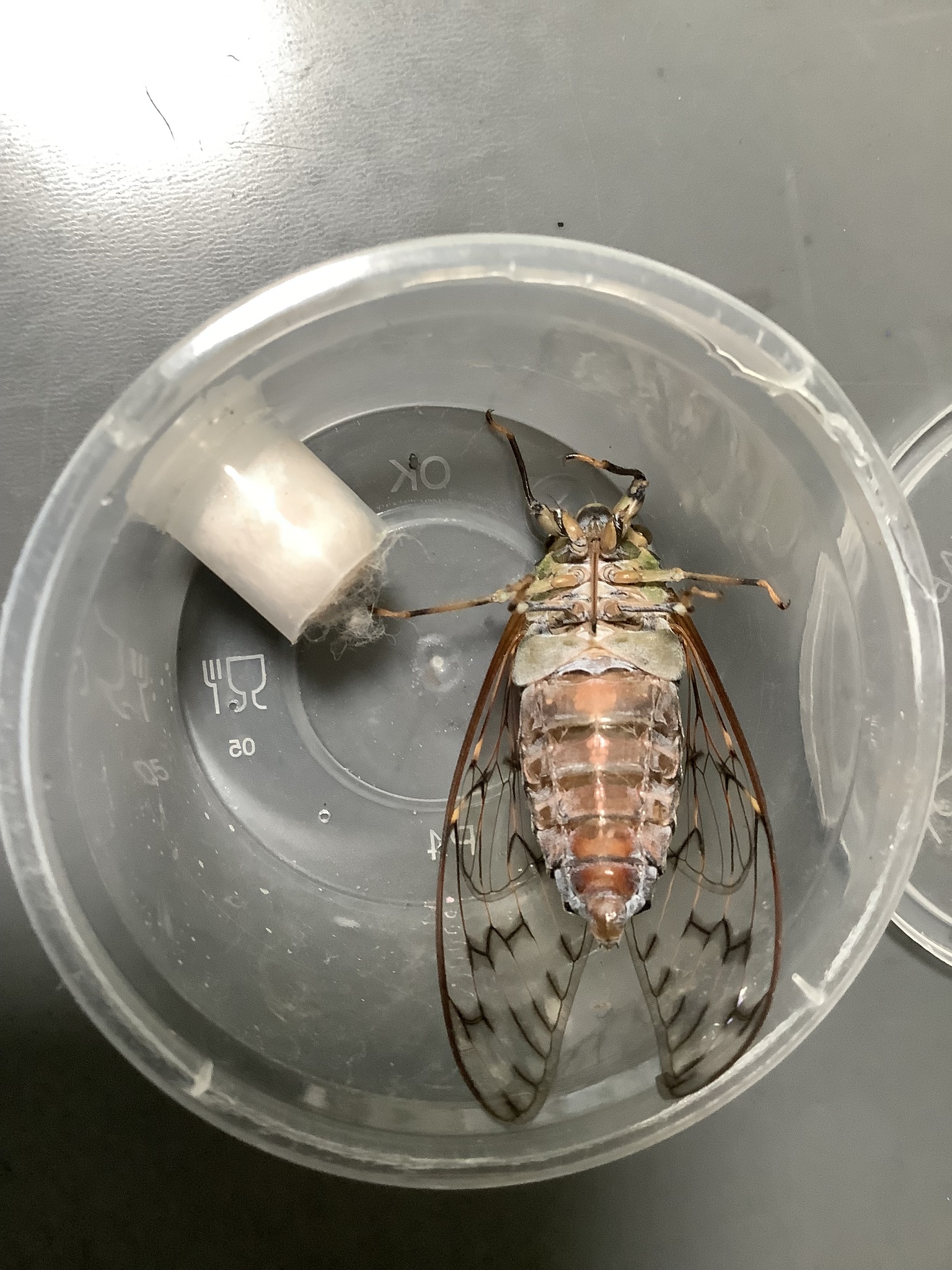 Pomponia linearis (Walker, 1850)