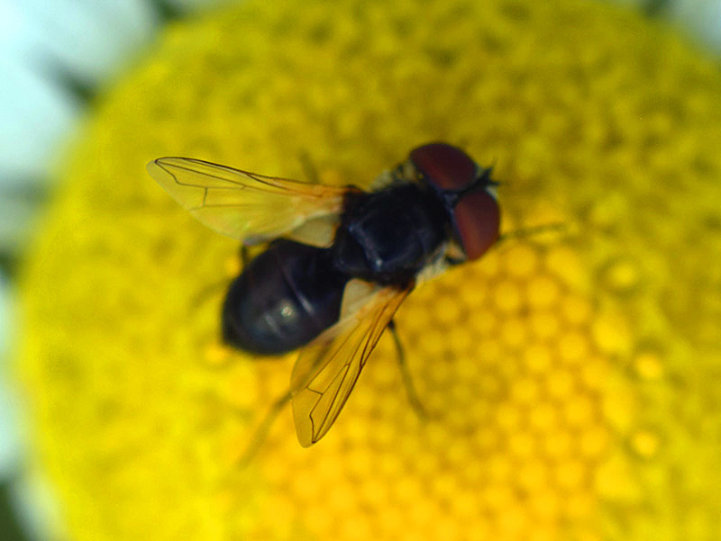 Phasiinae from Зрењанин, Србија on May 24, 2019 at 01:48 PM by Ivan ...