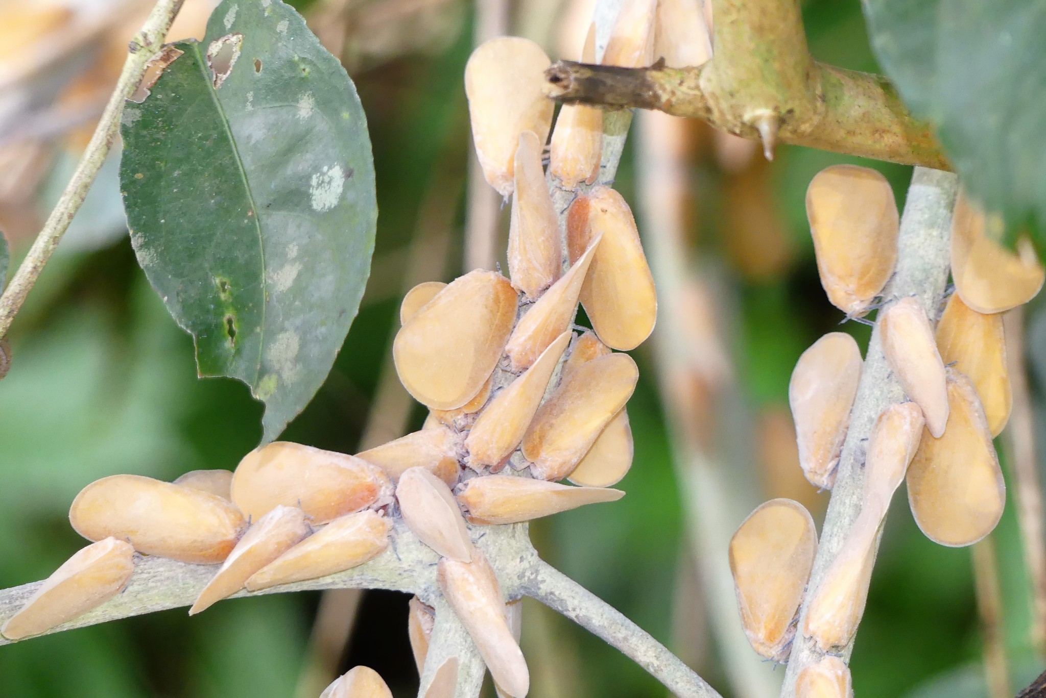 Flatida intacta (Walker, 1851)