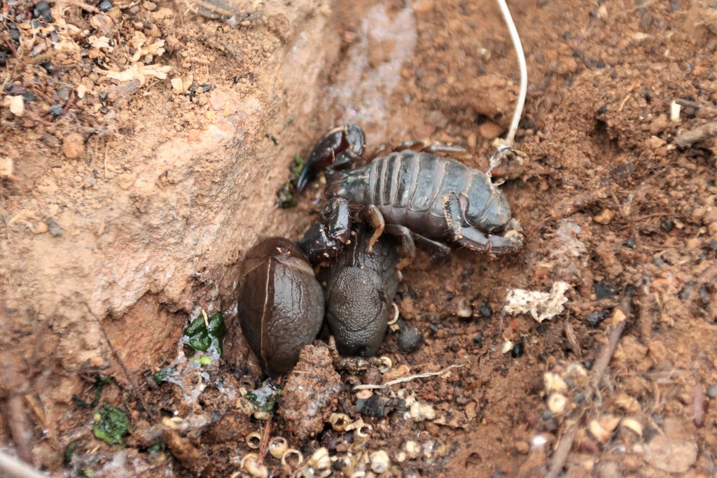 Greenhouse Slug from Flora Hill VIC 3550, Australia on May 29, 2022 at ...