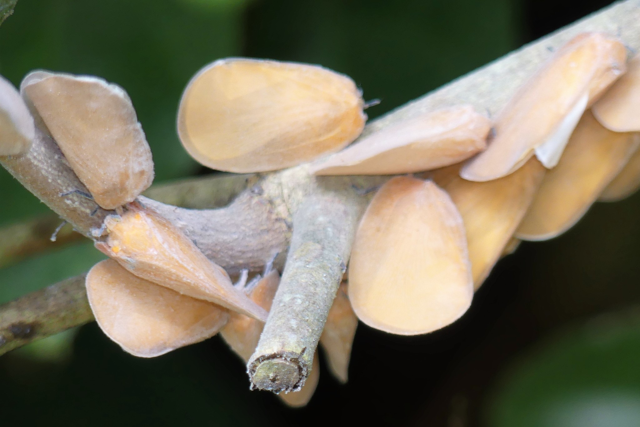 Flatida intacta (Walker, 1851)