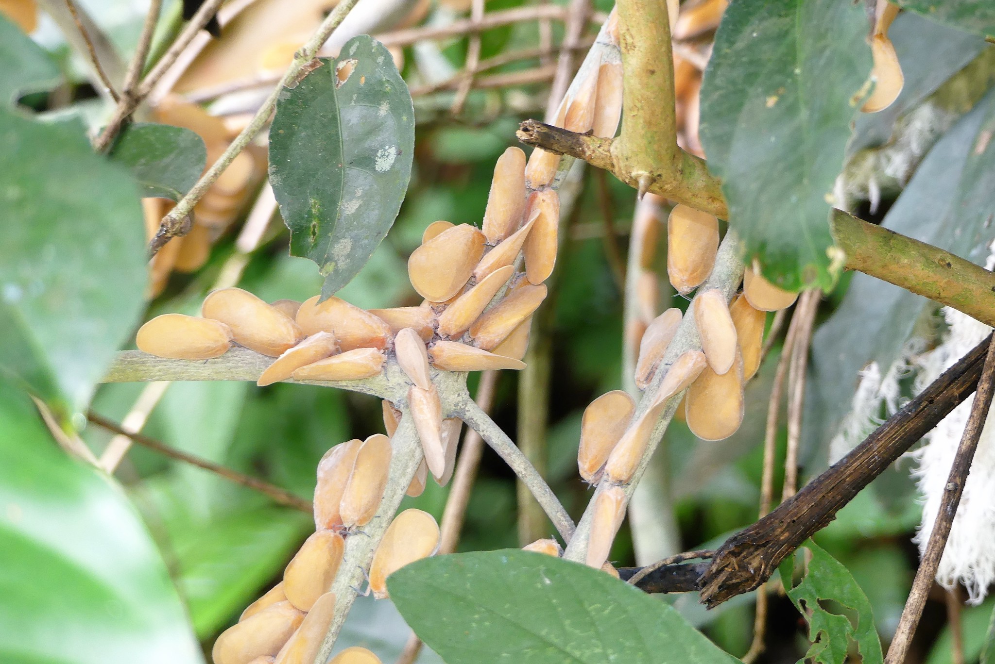 Flatida intacta (Walker, 1851)