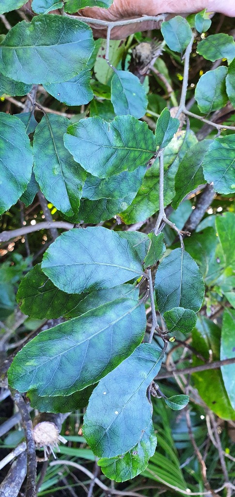 Large-leaved milk tree from Tasman District, Tasman, New Zealand on May ...