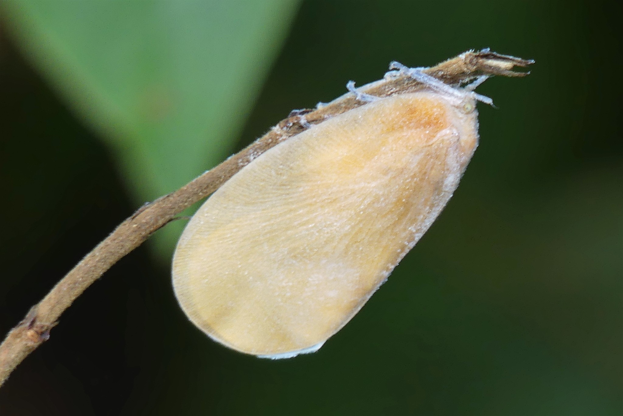 Flatida intacta (Walker, 1851)