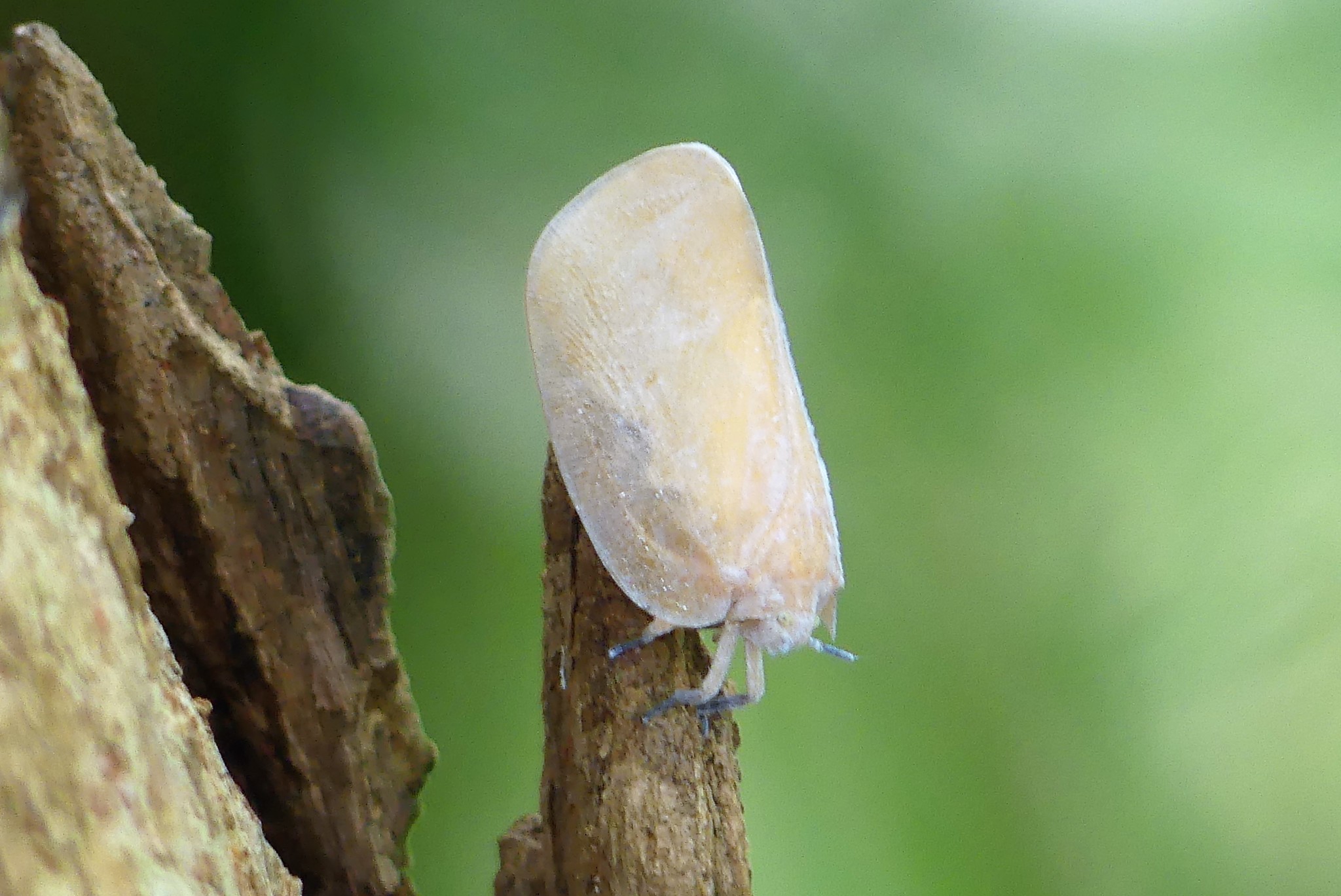 Flatida intacta (Walker, 1851)