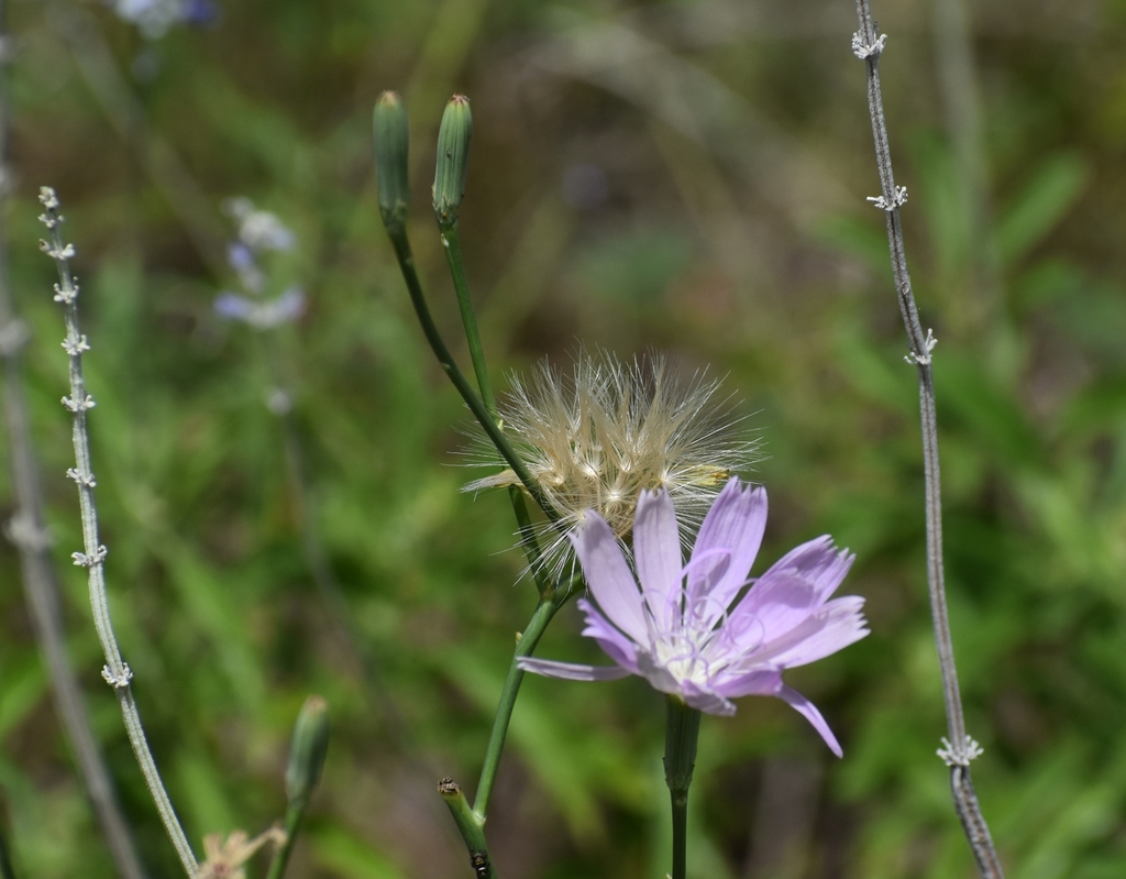 Texas Skeleton Plant from Williamson County, TX, USA on June 01, 2022 ...