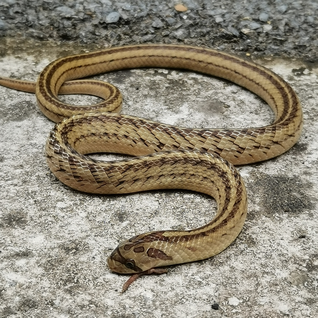 Small-banded Kukri Snake from 云南省西双版纳傣族自治州勐腊县勐仑镇Z004中国科学院西双版纳热带植物园 on ...