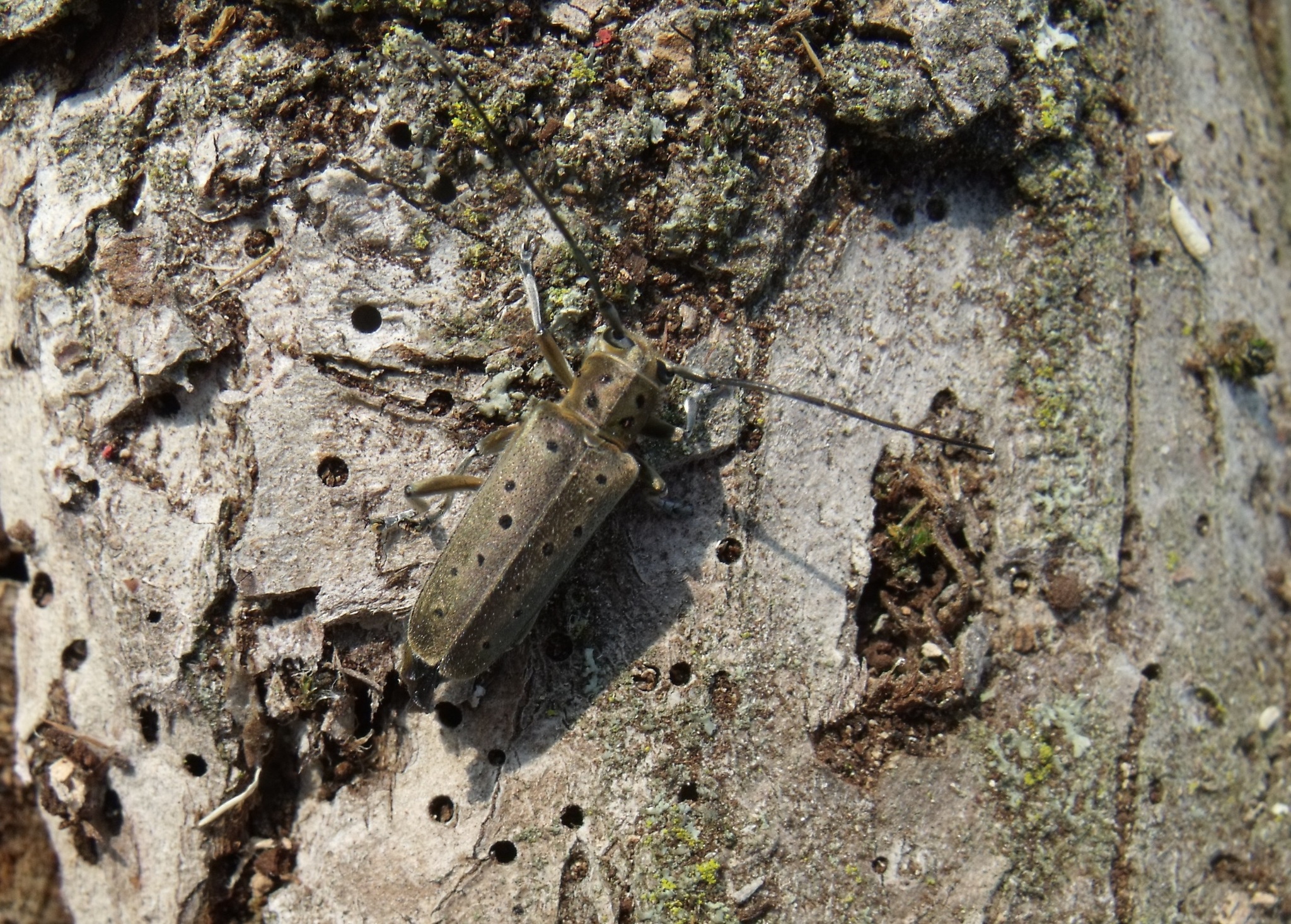 Saperda punctata (Linnaeus, 1767)