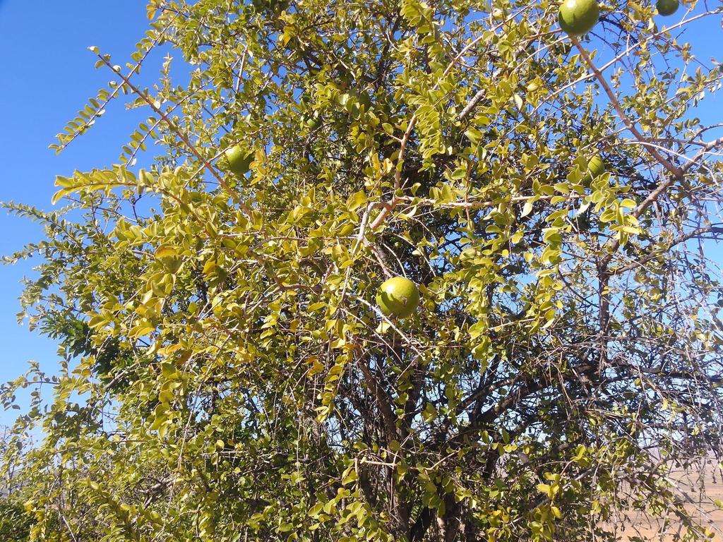 Spiny monkey orange from Eastvaal District Council, South Africa on May ...