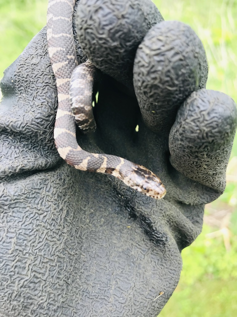 Northern Watersnake from Laten Knight Rd, Cranston, RI, US on June 01 ...