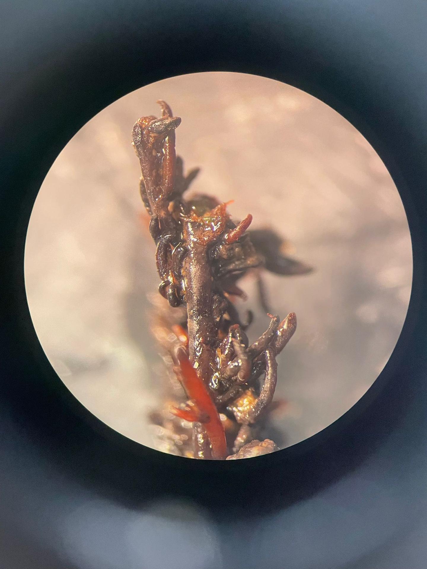 Halopithys incurvus (Huds.) Batters