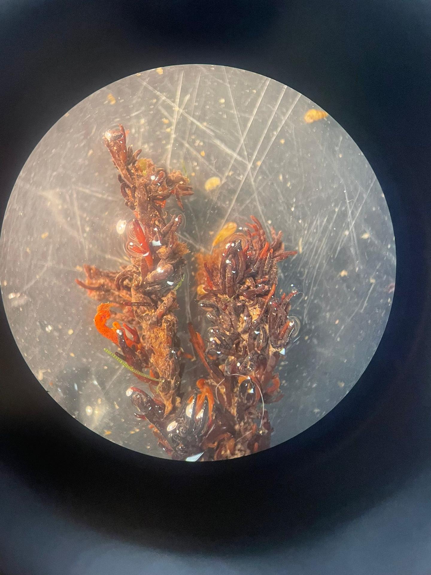 Halopithys incurvus (Huds.) Batters