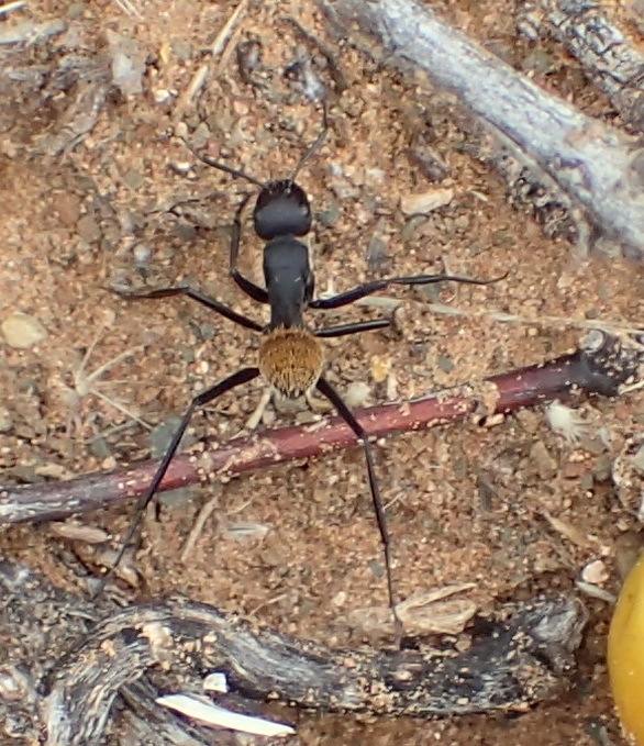 Karoo Balbyter Ant from Jansenville - Darlington Dam on April 01, 2022 ...