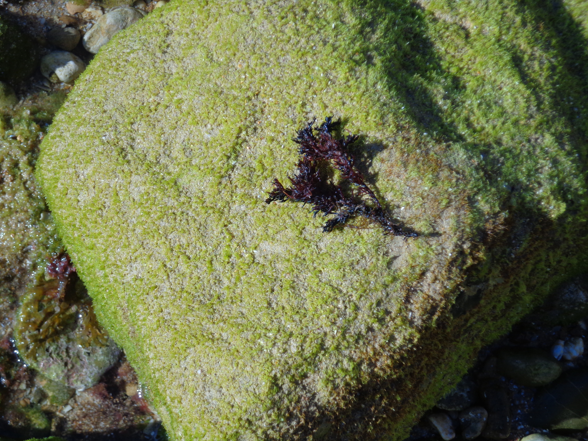 Halopithys incurvus (Huds.) Batters