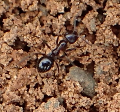 Small pugnacious ant from Jansenville - Darlington Dam on April 01 ...