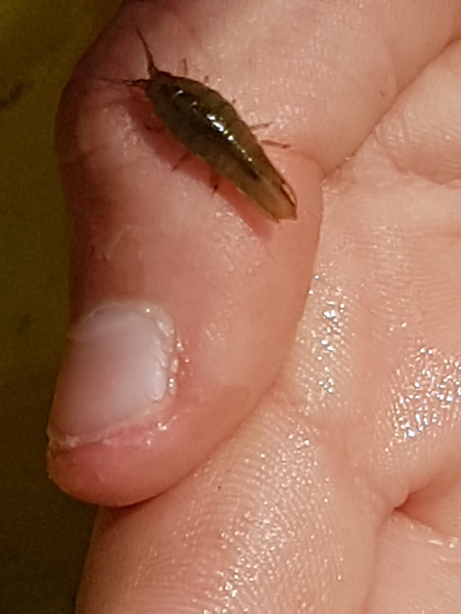 Idotea granulosa Rathke, 1843