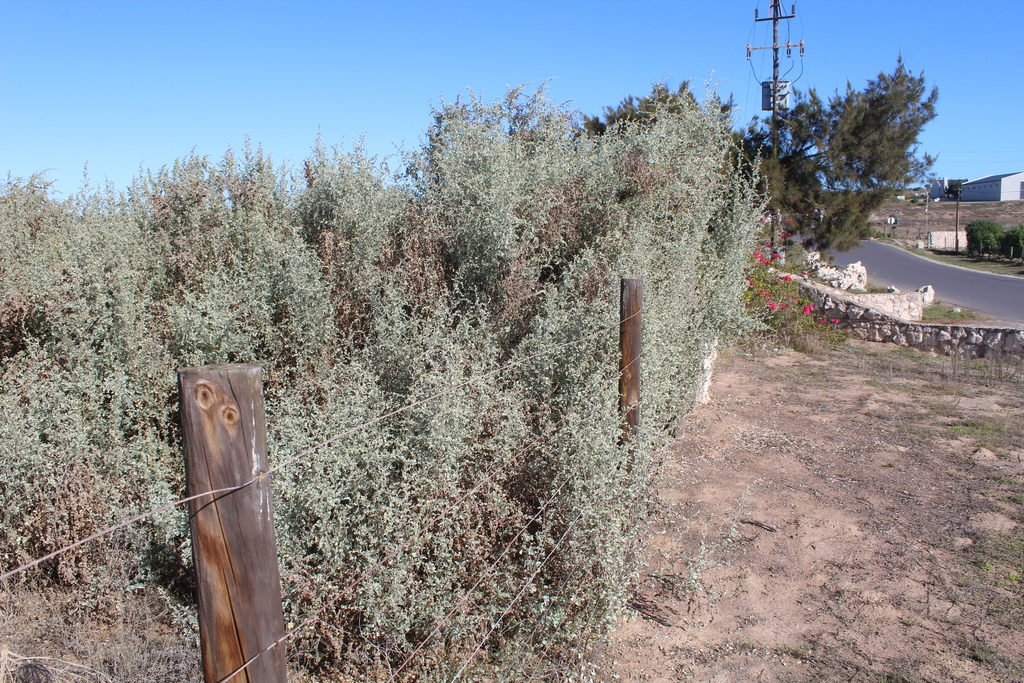 Old Man Saltbush from Long Acres Country Estate, Langebaan, 7357, South ...