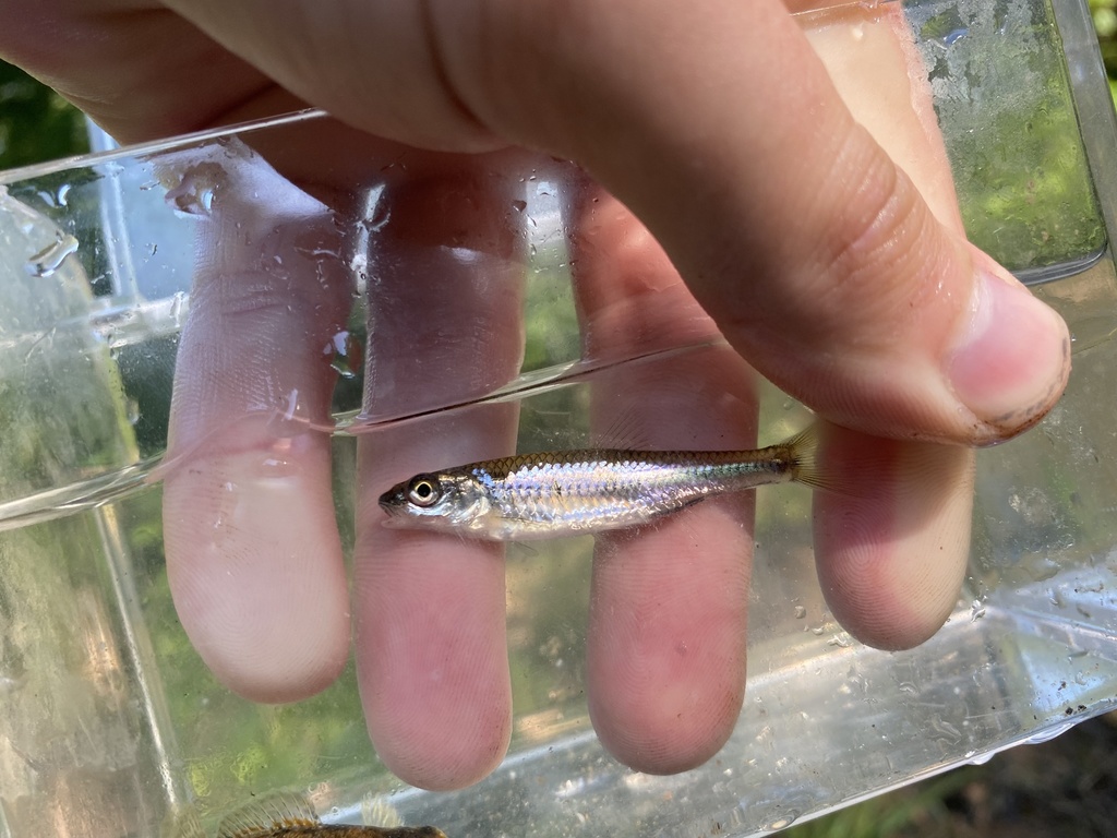 Eastern Shiners in June 2022 by Cole Tiemann · iNaturalist