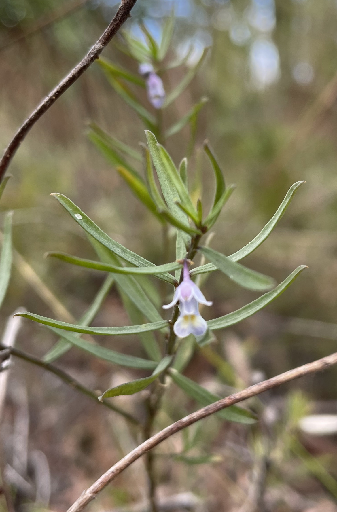 Pigea floribunda (Lindl.) Lindl.