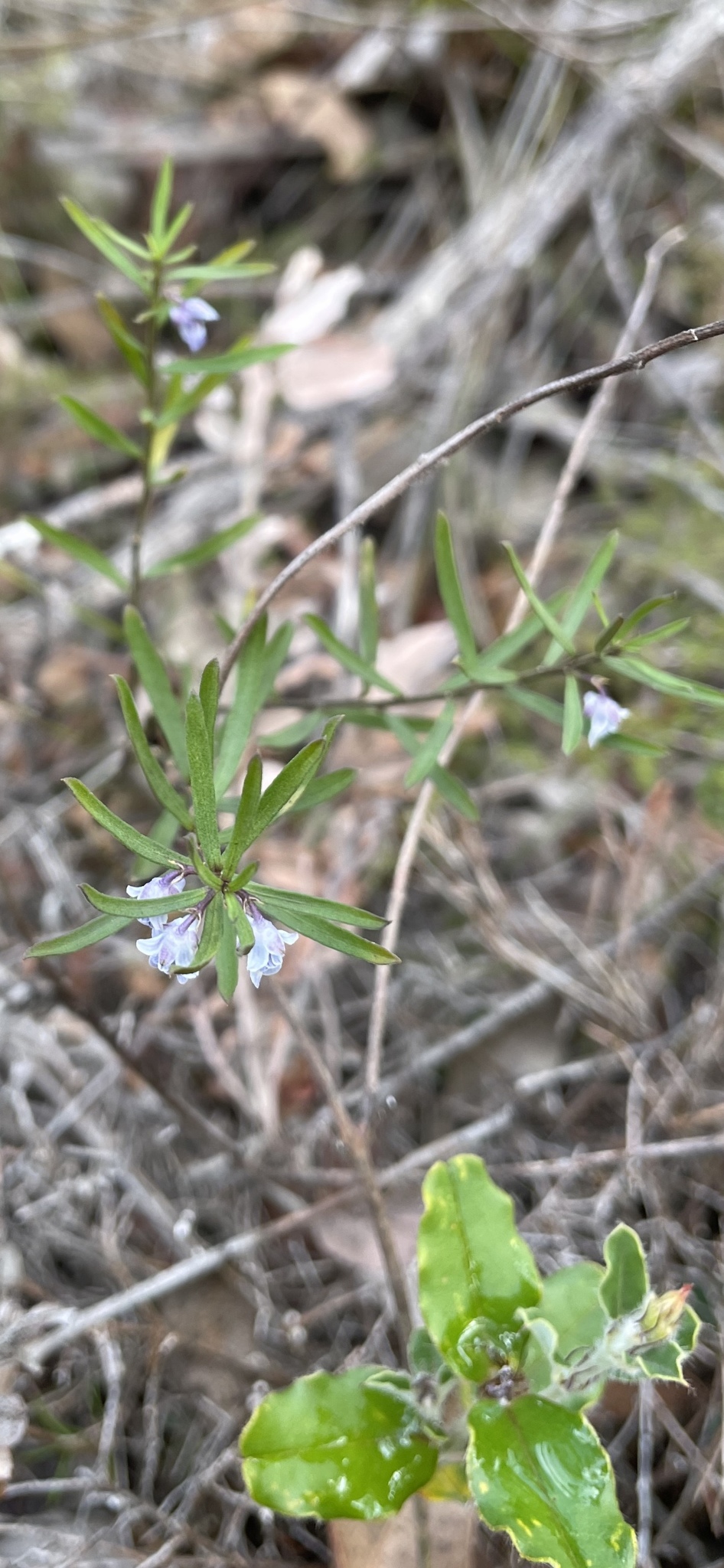 Pigea floribunda (Lindl.) Lindl.