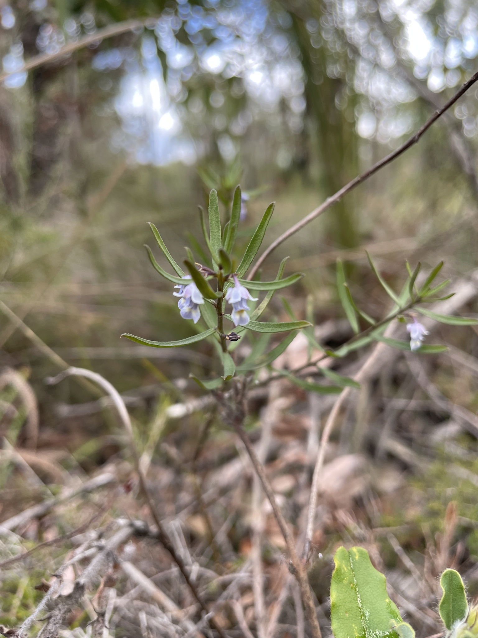 Pigea floribunda (Lindl.) Lindl.
